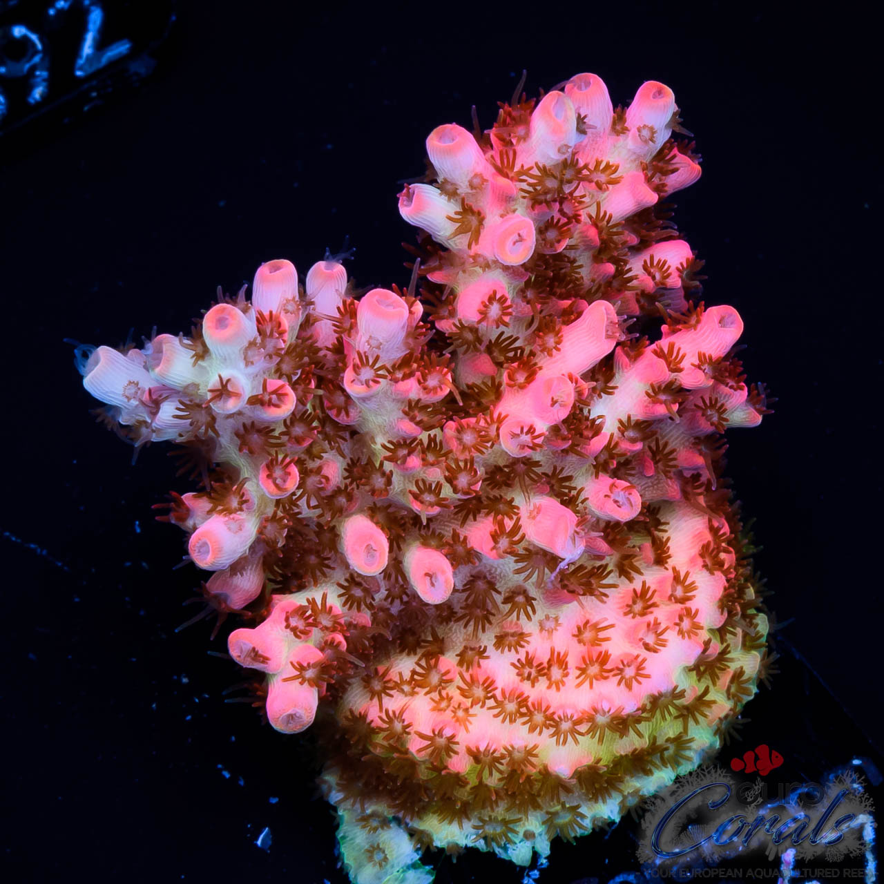 EC Majestic Table Acro - Euro Corals
