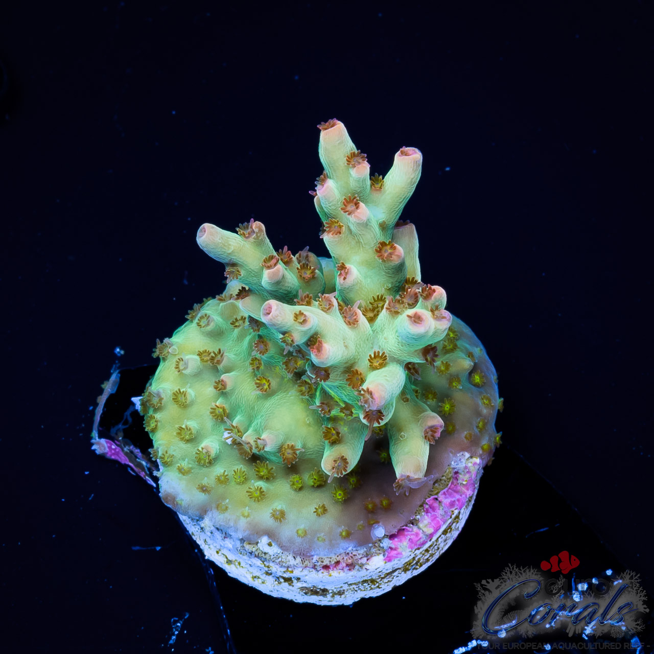 EC Rainbow Joker Acro RED/GOLDEN POLYPS – Euro Corals