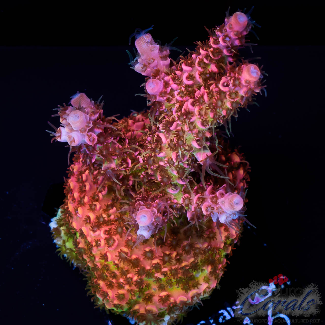 EC Fenix Rainbow Acro – Euro Corals
