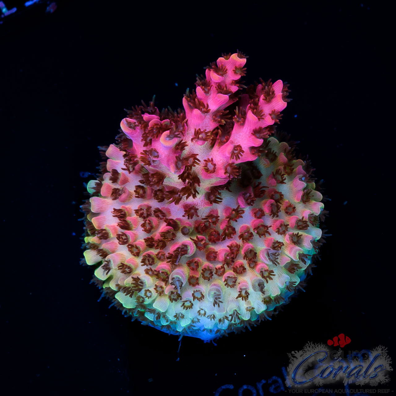 Rainbow Table Acro Special – Euro Corals