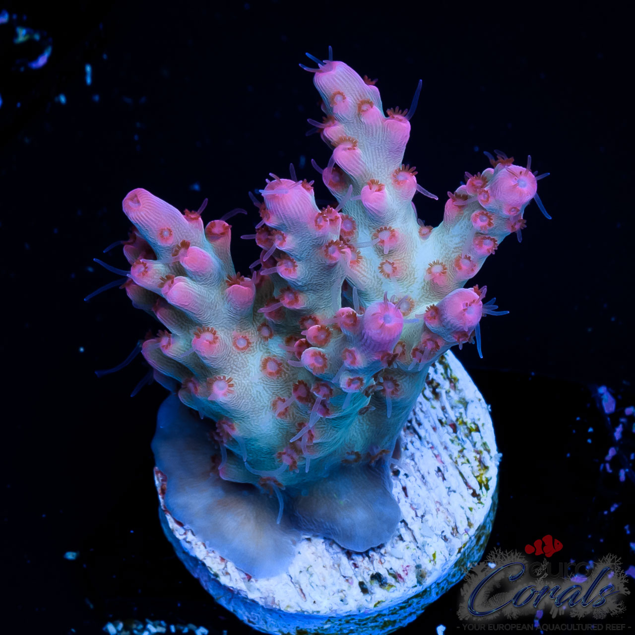 Pink Tips Red Polyps Rainbow Acro – Euro Corals