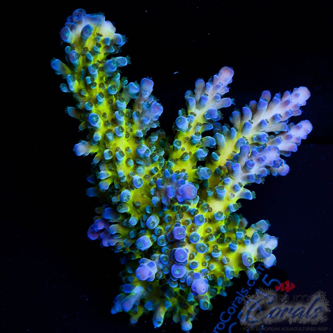 EC Electric Miyagi Tort Acro COLONY – Euro Corals