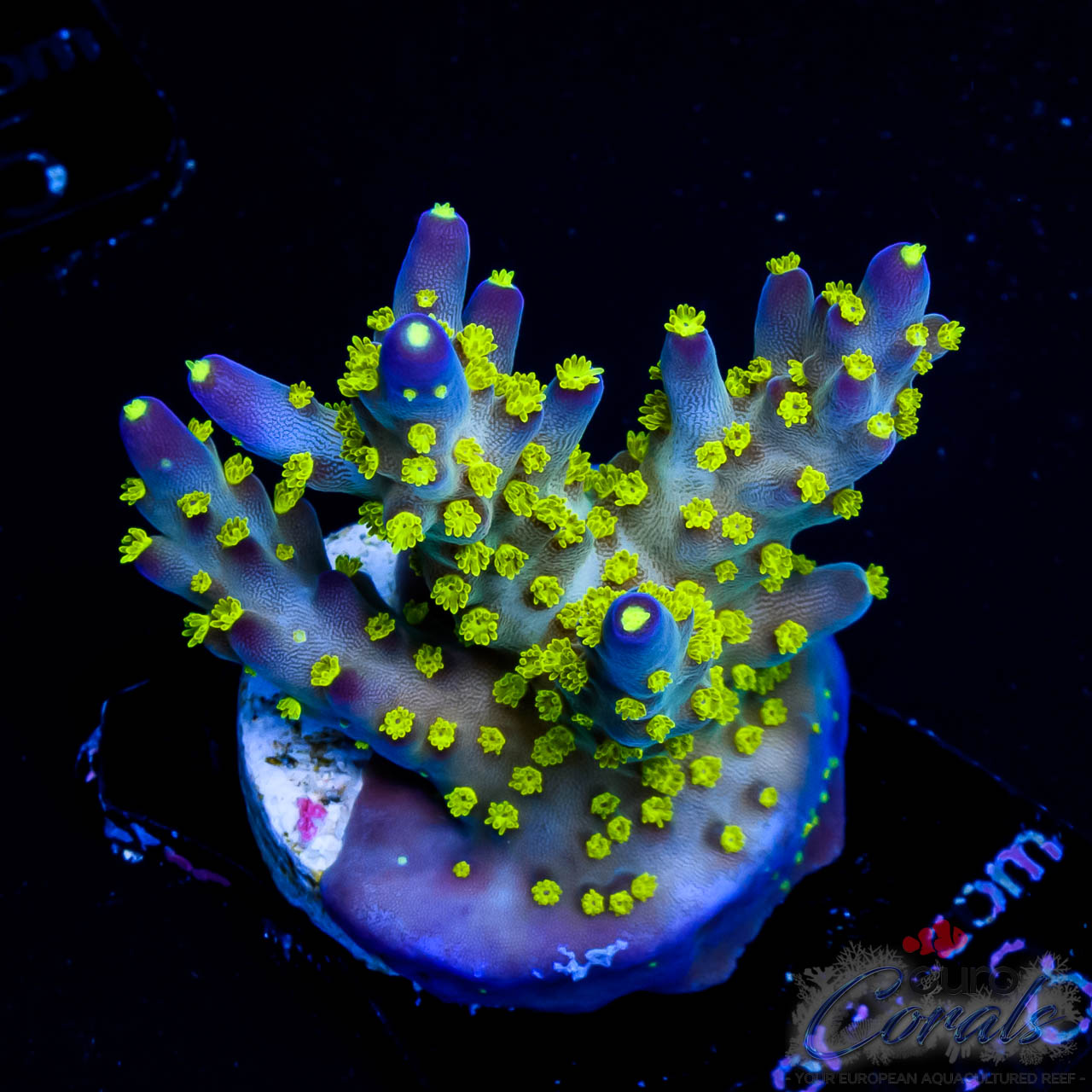 EC Blueberry Fields Acro – Euro Corals