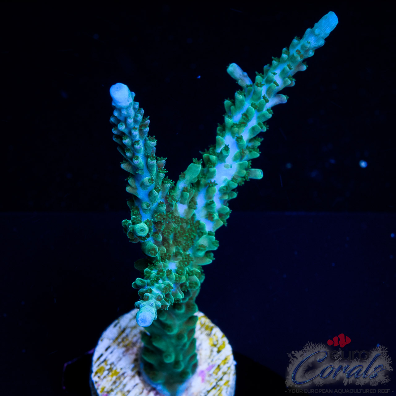 EC Snakehead Stag Acro XL – Euro Corals