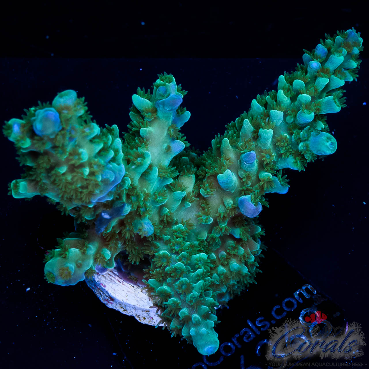 EC Blue Tipped Aquamarine Stag Acro – Euro Corals