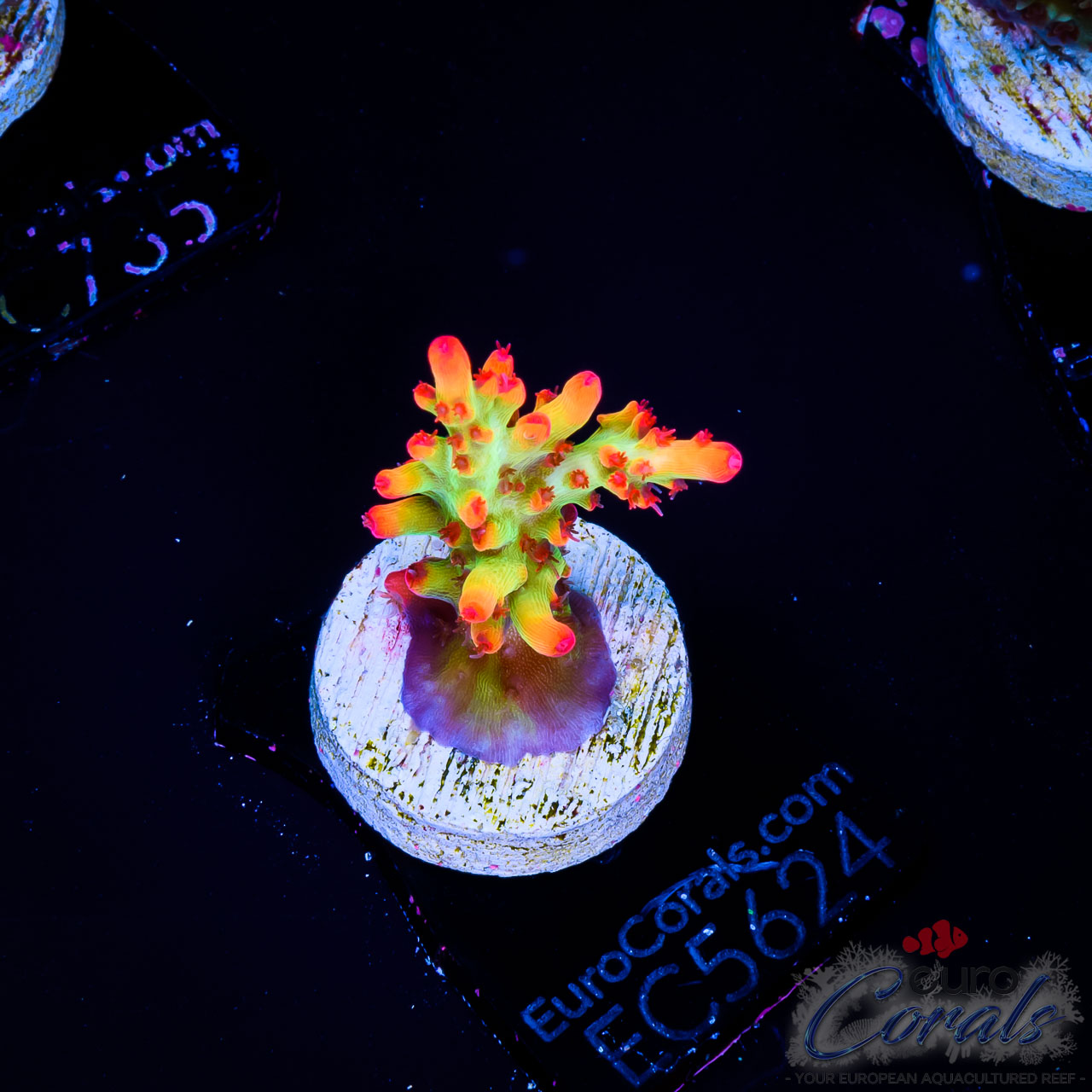 EC Red Devils Acro – Euro Corals