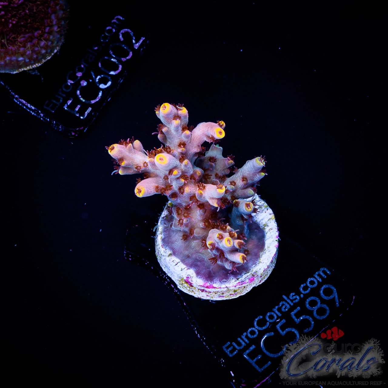 EC Yellow Tipped Acro RED POLYPS – Euro Corals