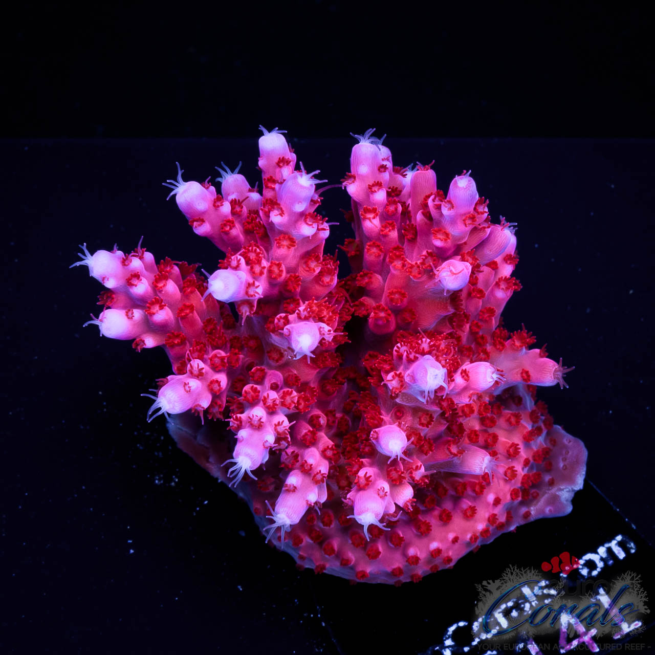 EC Red Bluster Acro – Euro Corals