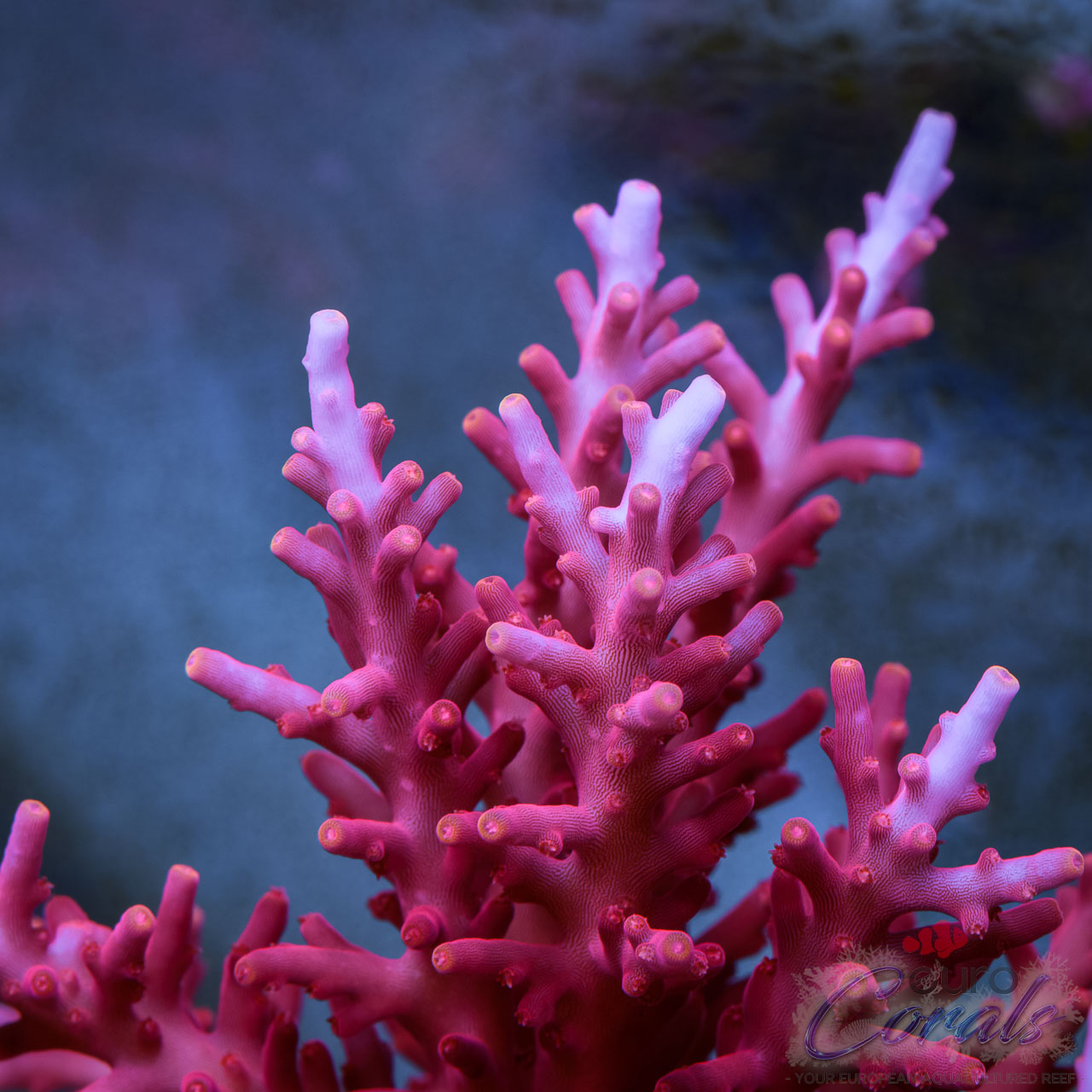 Euro Corals – Your European Aquacultured Reef
