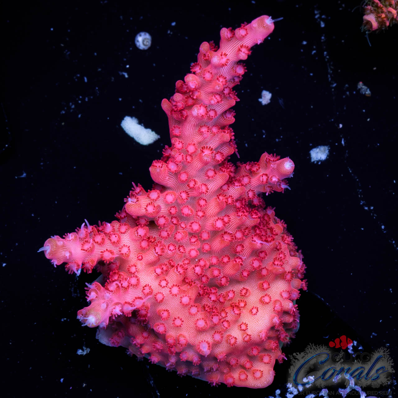 EC Red Diablo Acro – Euro Corals