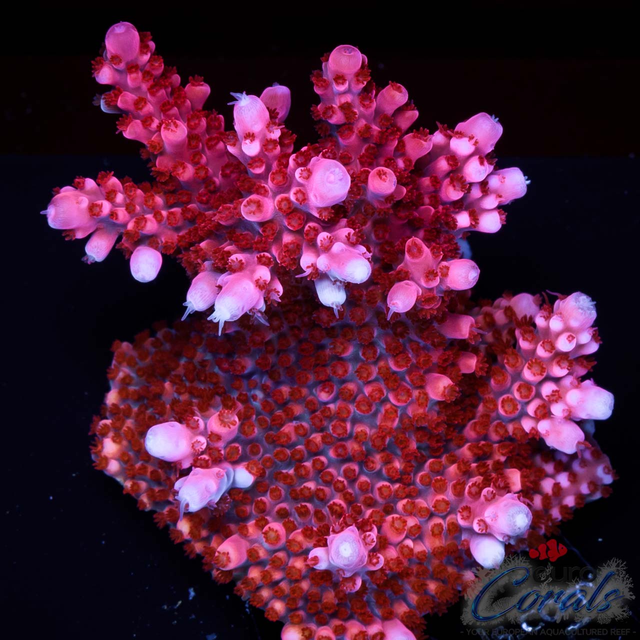 EC Adam Bomb Super Red Acro – Euro Corals