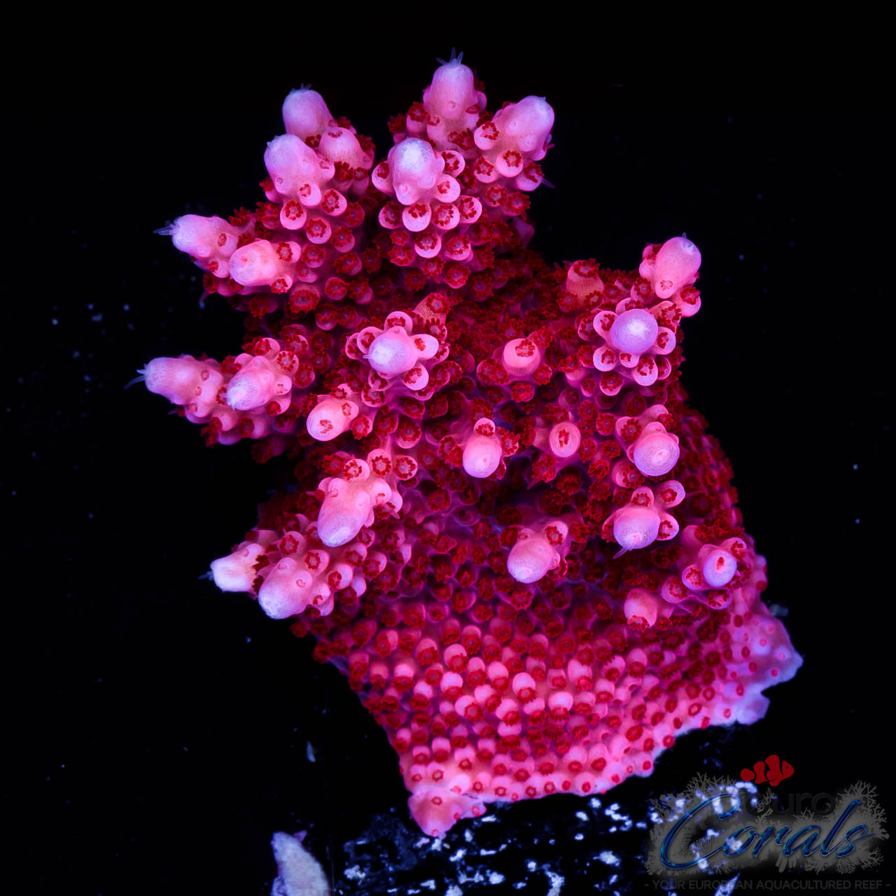 EC Adam Bomb Super Red Acro – Euro Corals