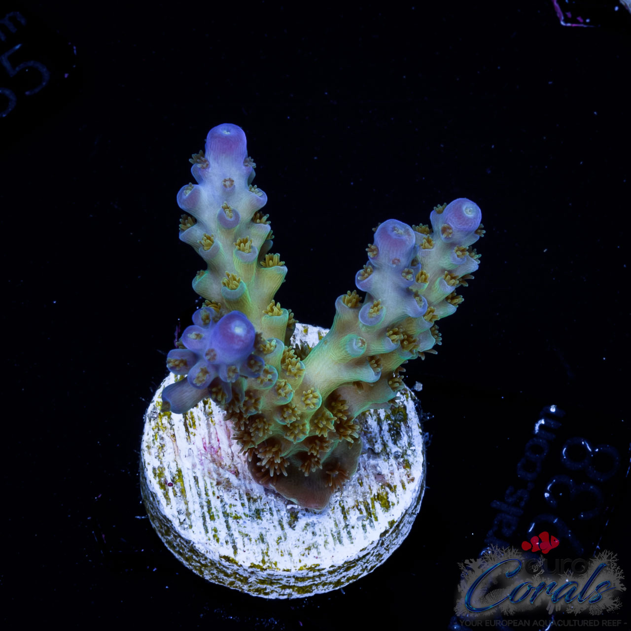 EC Blue Tipped Bellina Acro – Euro Corals