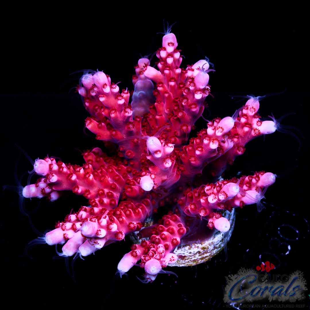 EC Adam Bomb Super Red Acro – Euro Corals