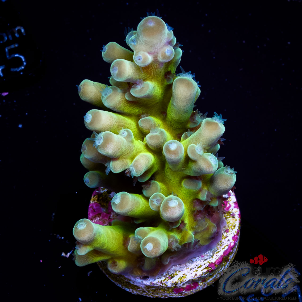 EC Panda Acro – Euro Corals