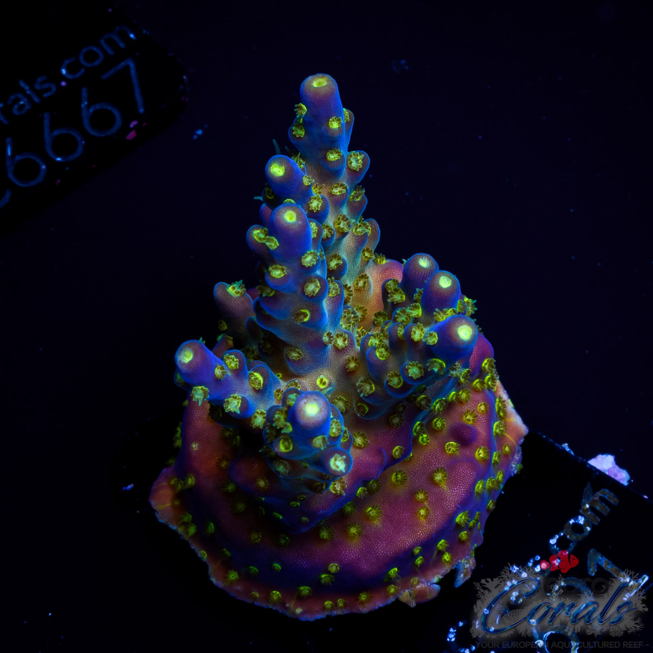 EC Nebula Super Blue Yellow Polyps Acro – Euro Corals