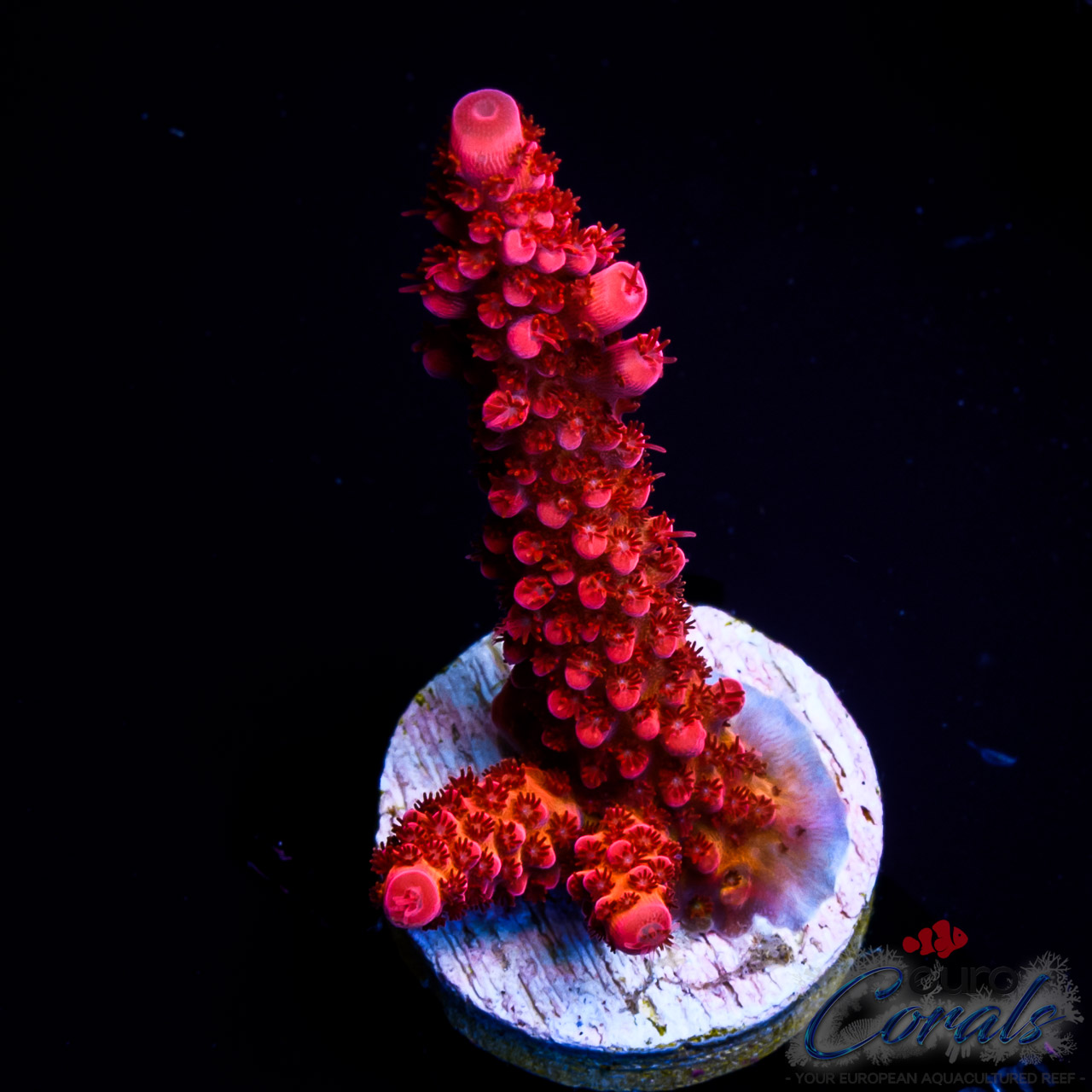 EC’s Rainbow Acro NEW – Euro Corals