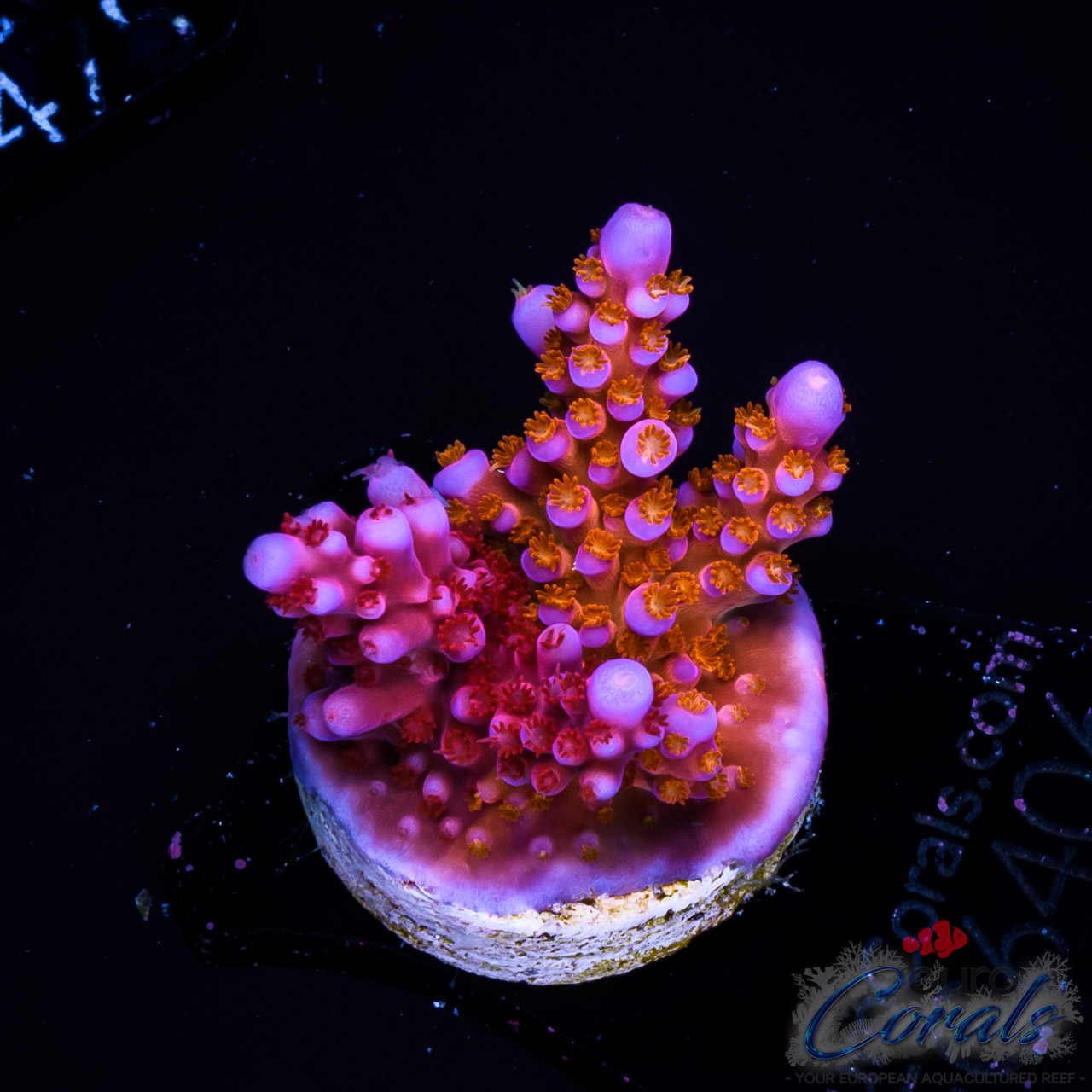 EC Hell2Heaven Acro ER GRAFTED EX SP – Euro Corals
