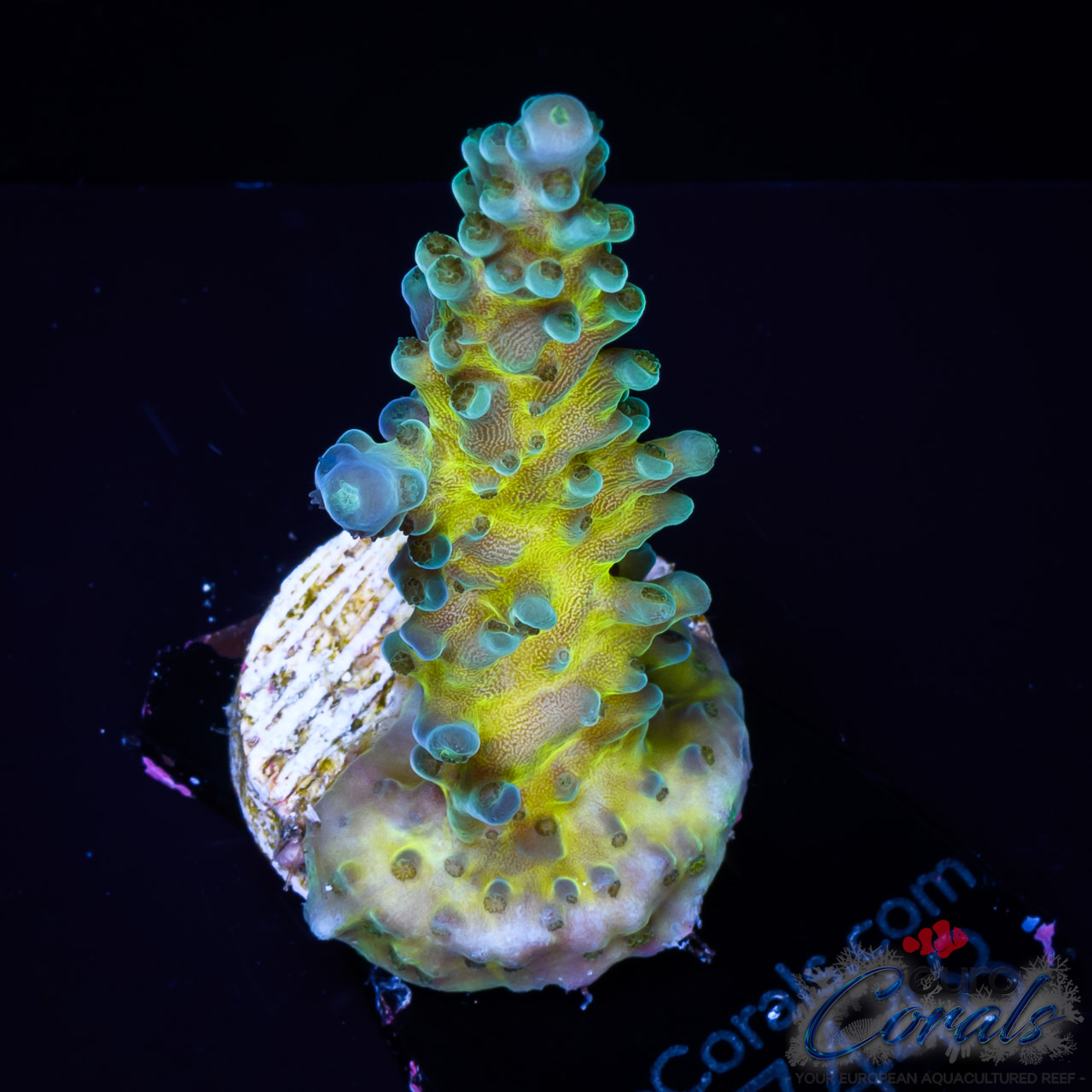 EC Electric Miyagi Tort Acro EX – Euro Corals