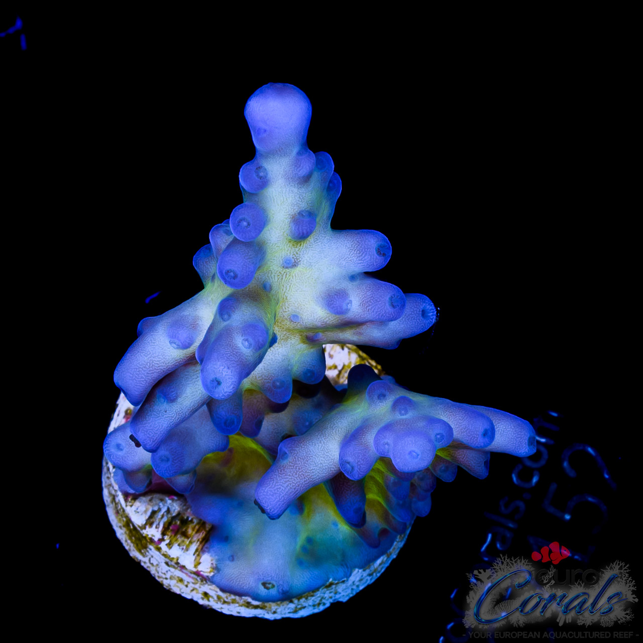 EC Blue Monster Acro EX – Euro Corals