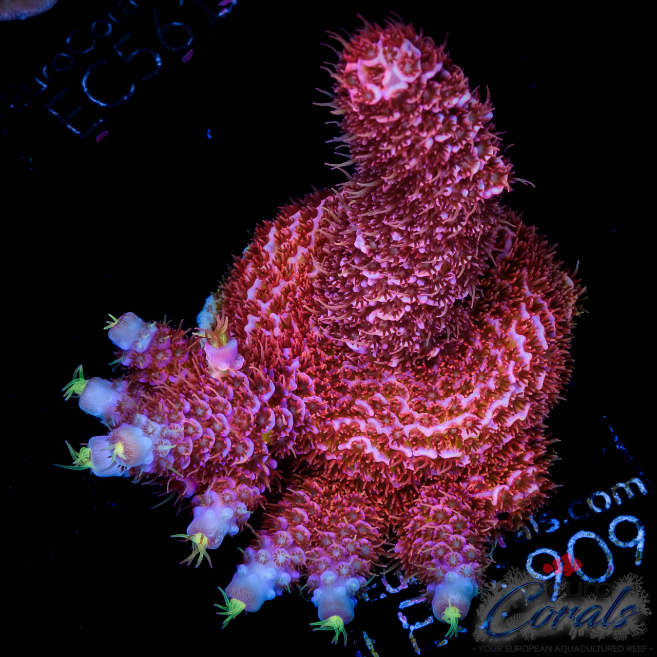 EC Akil’s Milky Way Galaxy Acro – Euro Corals
