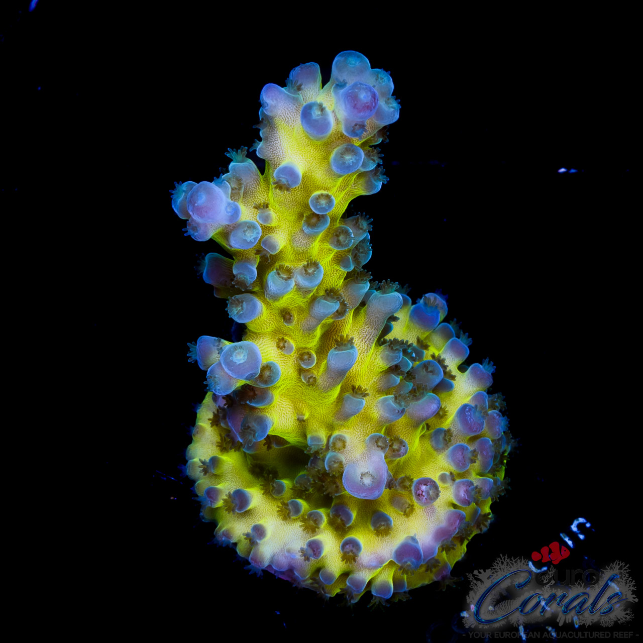 EC Electric Miyagi Tort Acro EX – Euro Corals