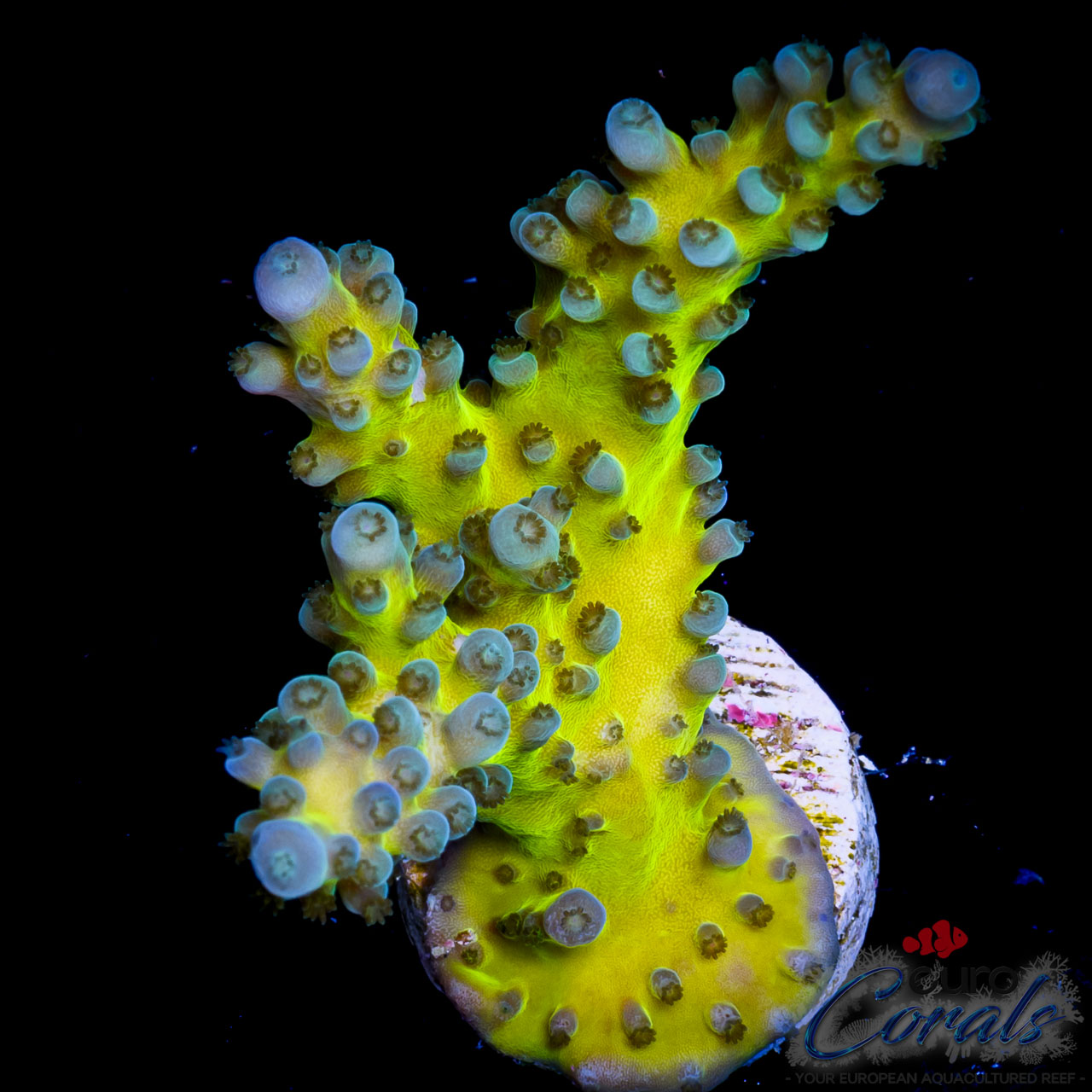 EC Electric Miyagi Tort Acro EX – Euro Corals