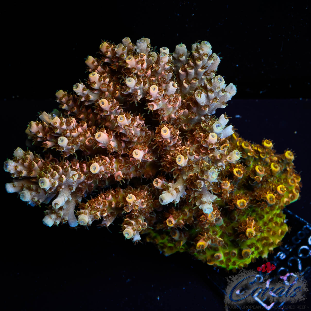 Euro Corals – Your European Aquacultured Reef