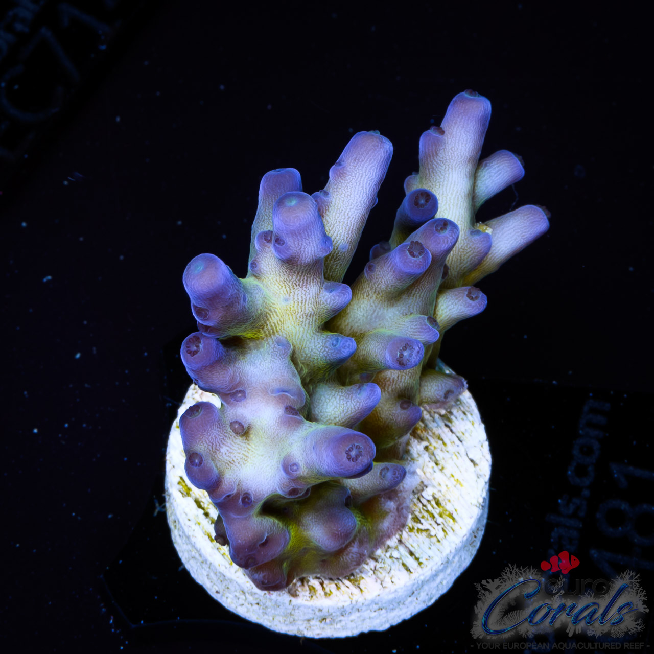 EC Blue Monster Acro – Euro Corals