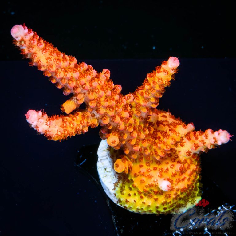 Shop – Euro Corals