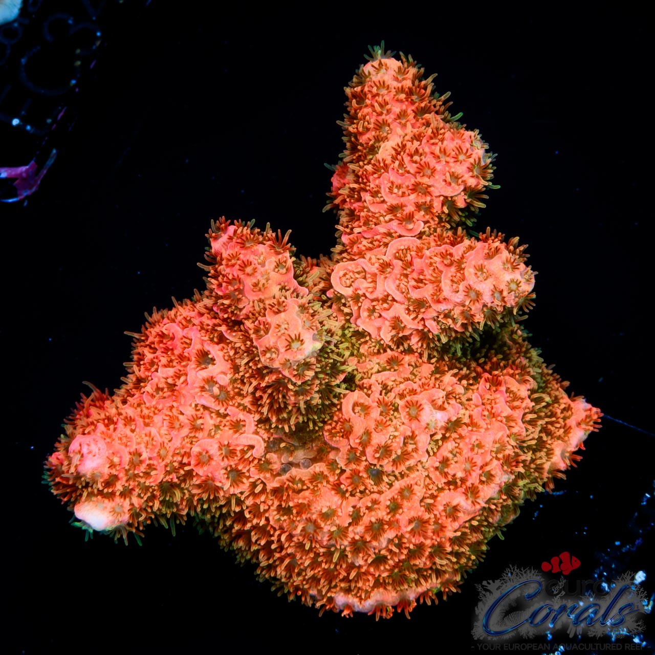 EC Rainbow EC Crown Jewel Acro NEW – Euro Corals