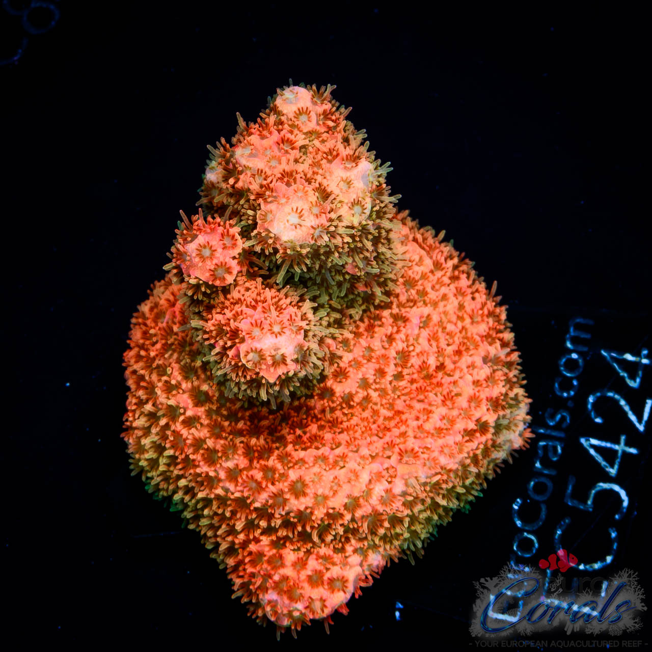 EC Rainbow EC Crown Jewel Acro NEW – Euro Corals