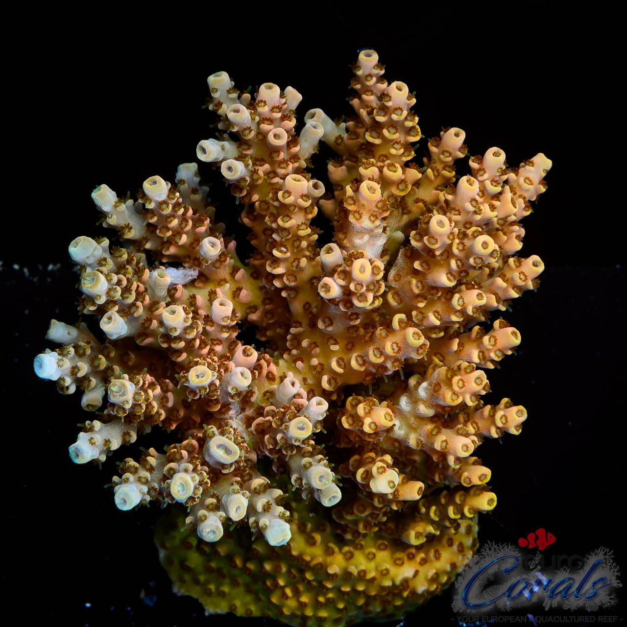 Euro Corals – Your European Aquacultured Reef