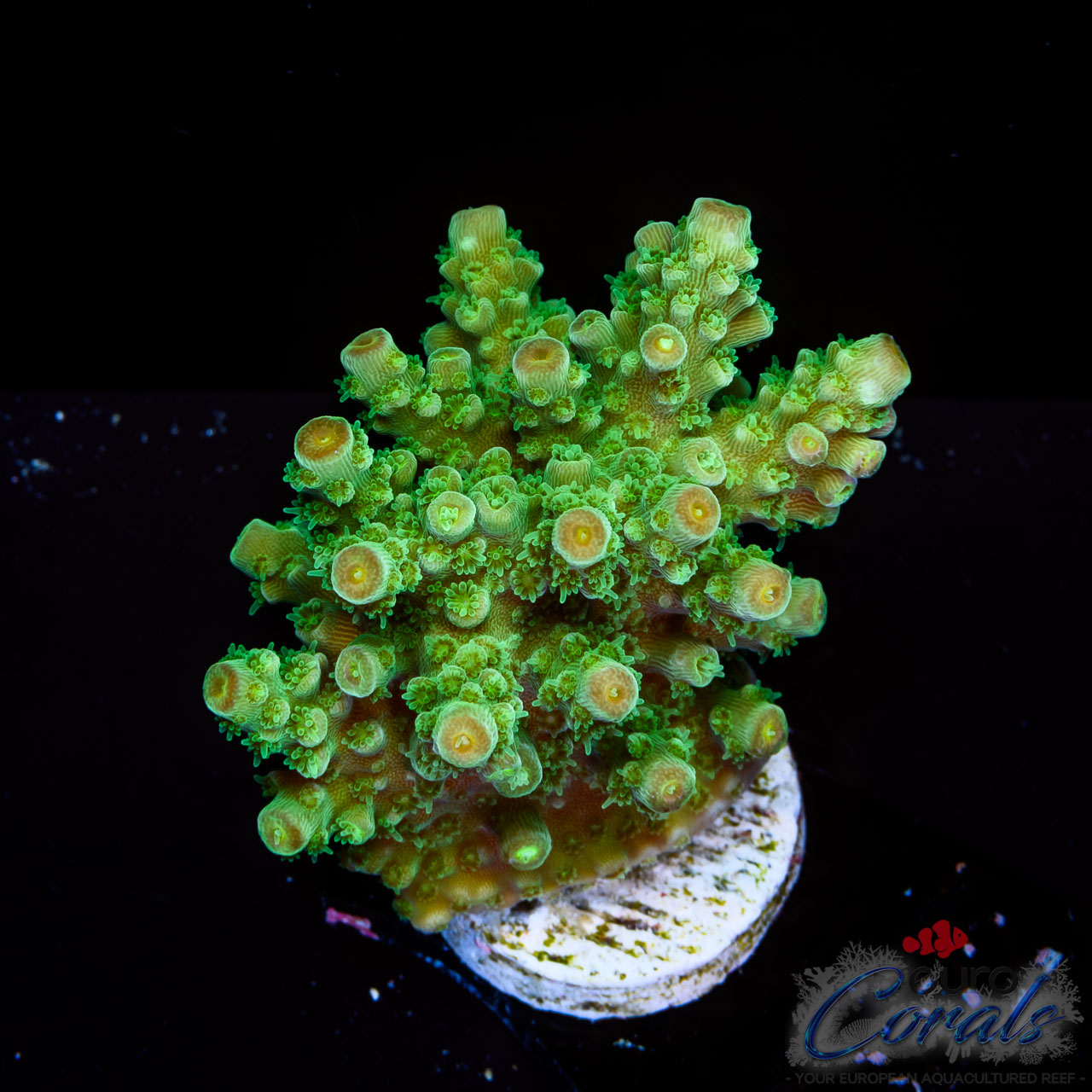 Euro Corals – Your European Aquacultured Reef