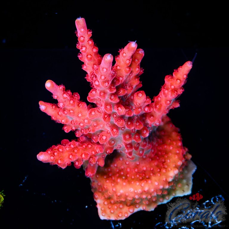 Euro Corals – Your European Aquacultured Reef