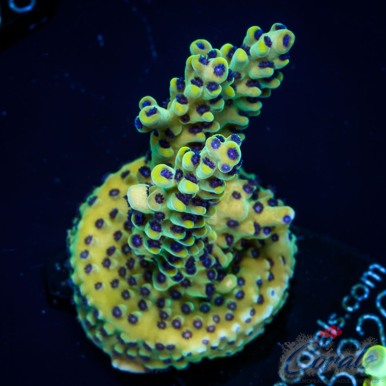 EC Rainbow Blueberry SSC Acro – Euro Corals