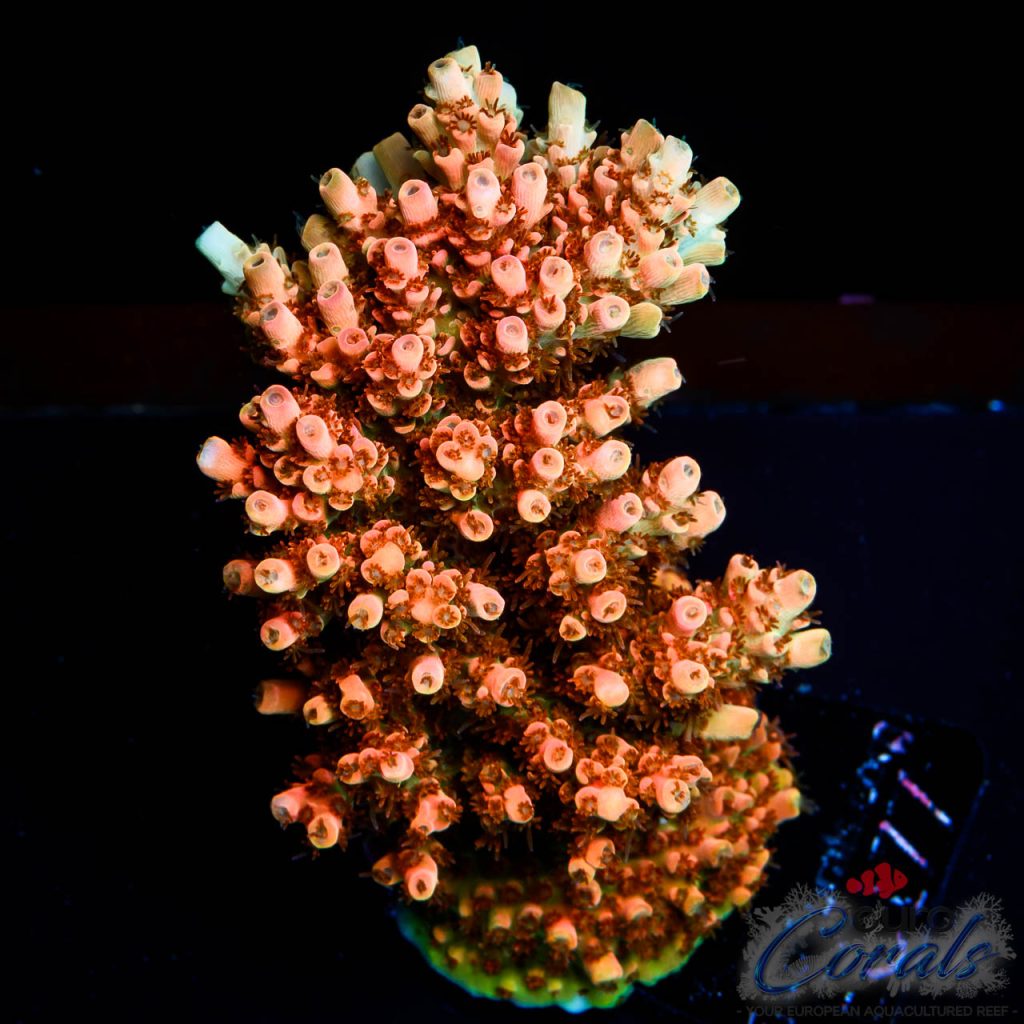 Euro Corals – Your European Aquacultured Reef